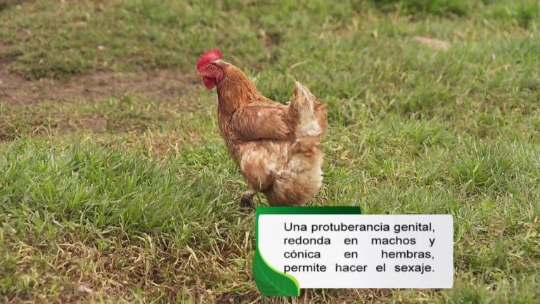 Anatomía Del Aparato Reproductor Del Gallo: Todo Lo Que Debes Saber